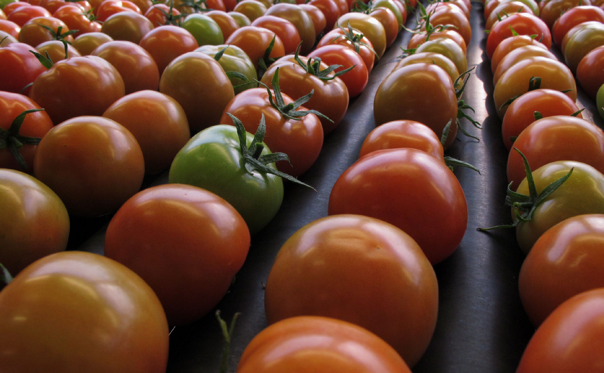 Aweta | Tomato Grading and Packing